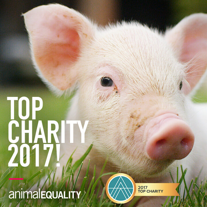 Animal Equality eletta di nuovo tra le tre organizzazioni per i diritti ...
