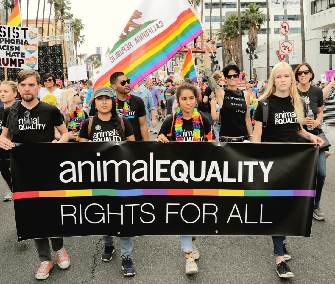Chi siamo | Animal Equality Italia