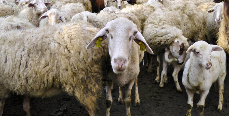 Carne | Animal Equality Italia