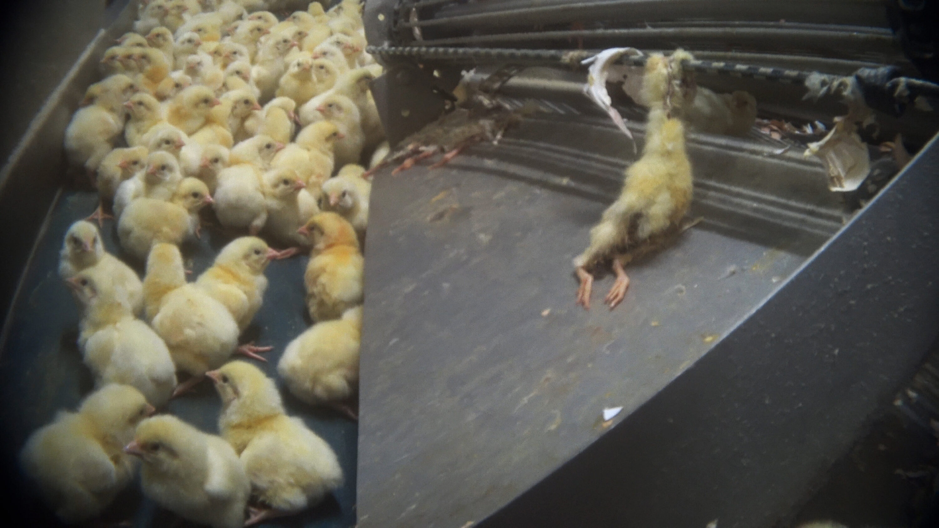 Pulcini torturati nell’industria della carne di pollo