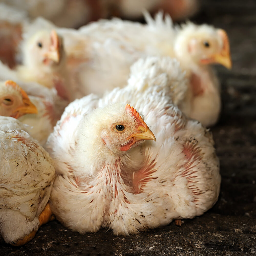 Come sono gonfiati i polli broiler? | Animal Equality Italia