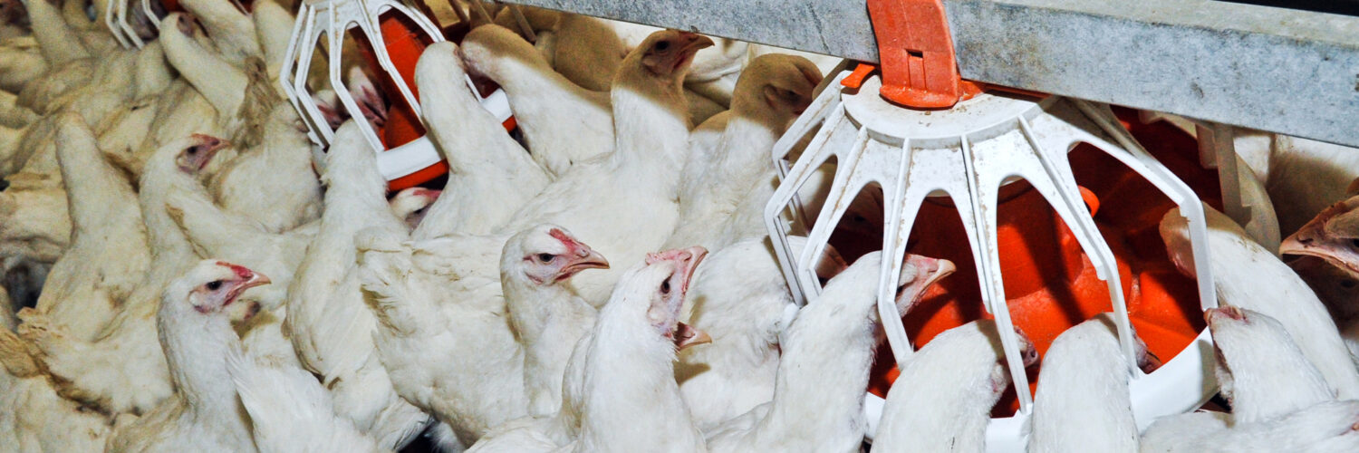 Come vivono i polli allevati per la loro carne in Italia