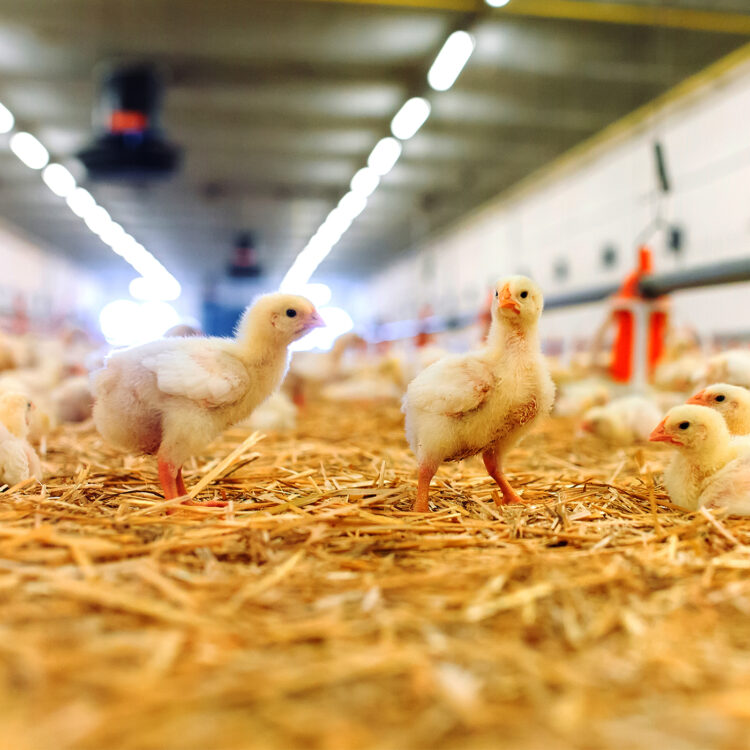 Come vivono i polli allevati per la loro carne in Italia