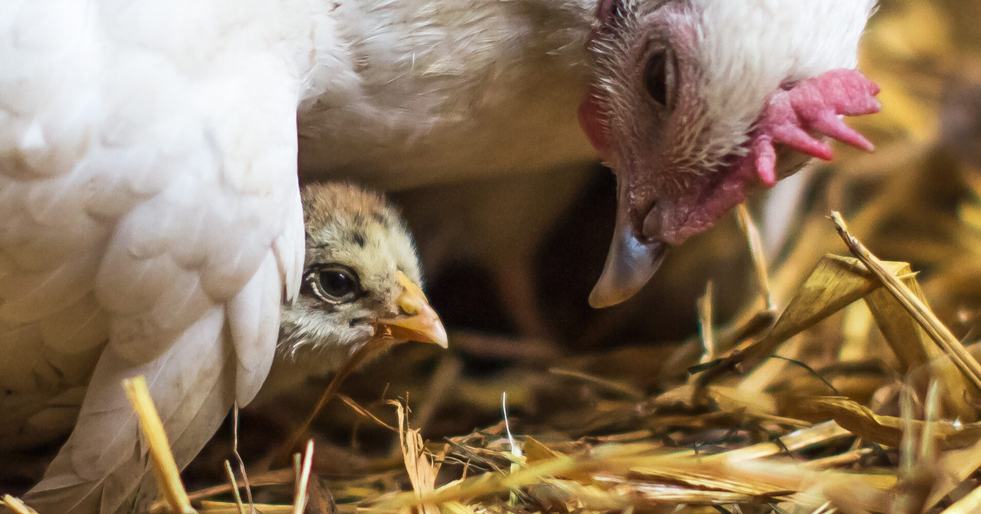 Luoghi comuni sui polli broiler | Animal Equality Italia