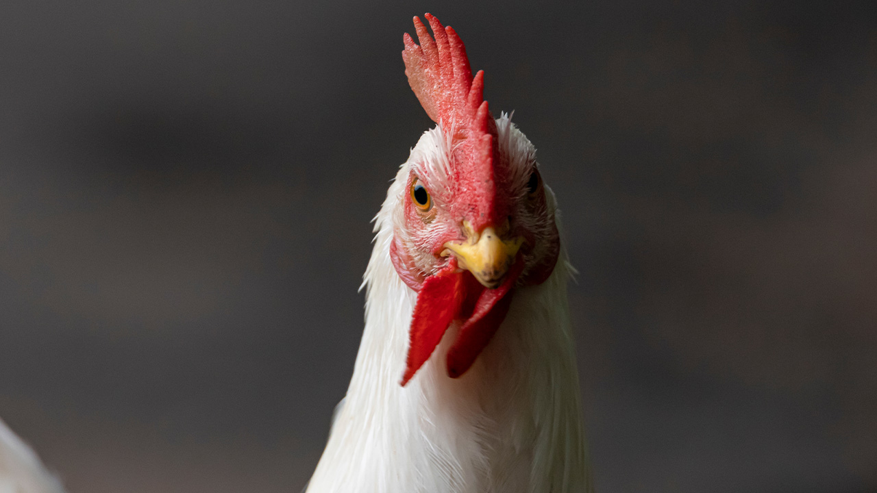 Eataly adotta lo European Chicken Commitment!