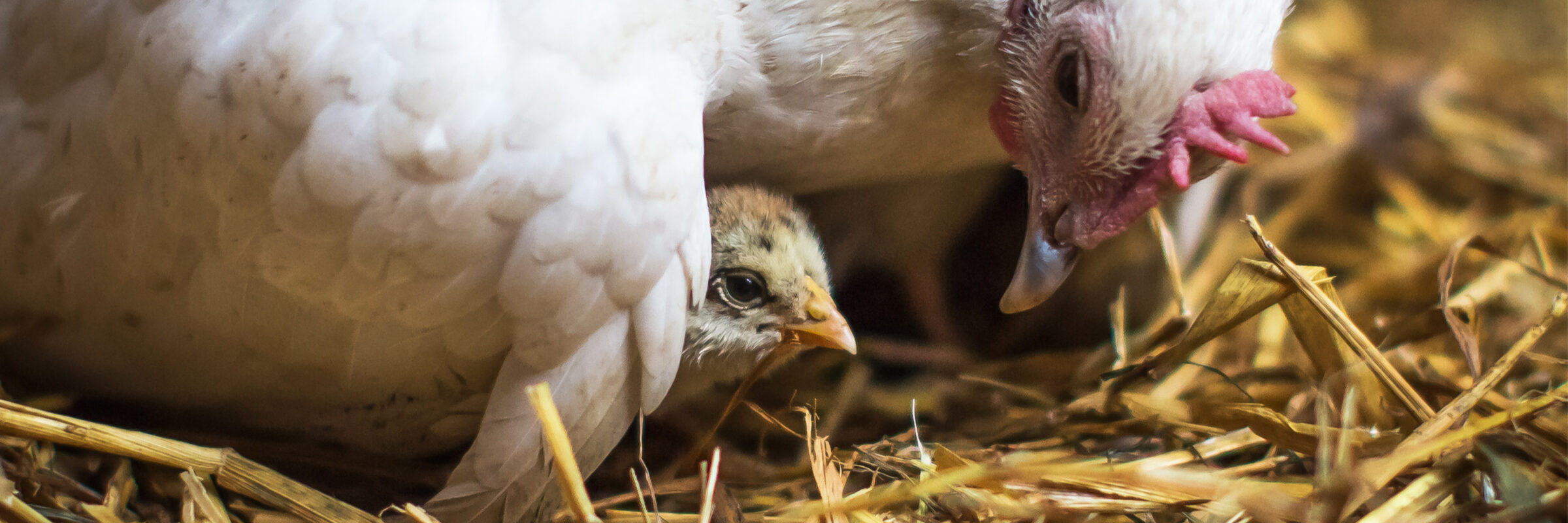Luoghi comuni sui polli broiler | Animal Equality Italia