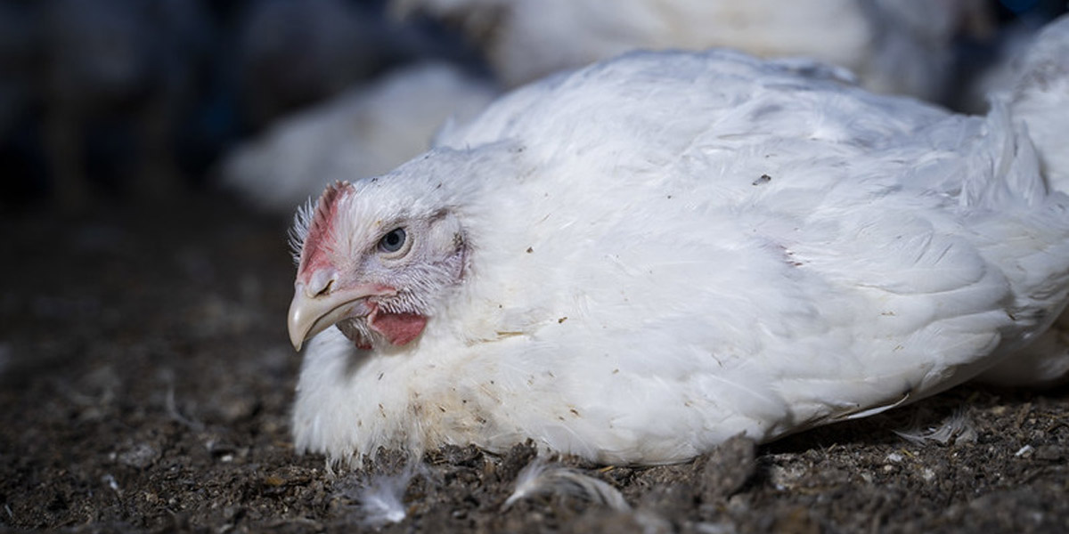 Polli broiler: intrinsecamente fuorilegge | Animal Equality Italia