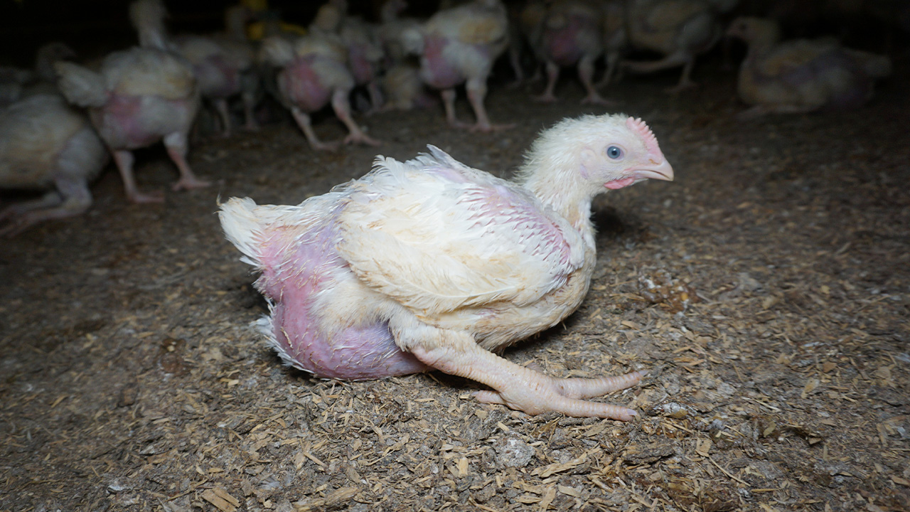 Come vivono i polli allevati per la loro carne in Italia