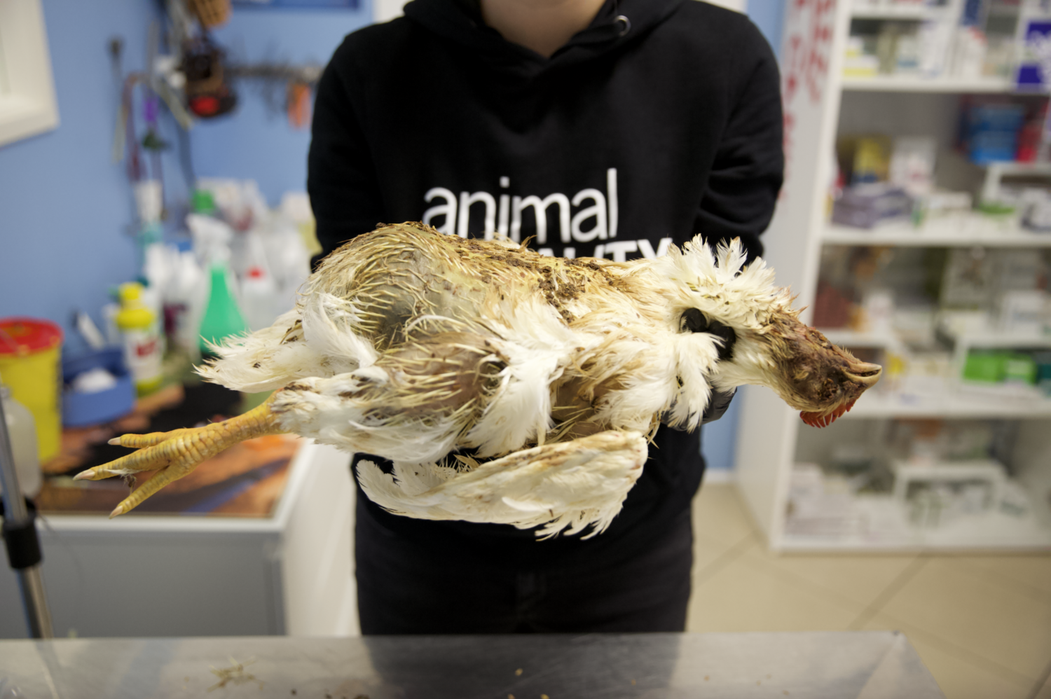 Lavora con noi | Animal Equality Italia