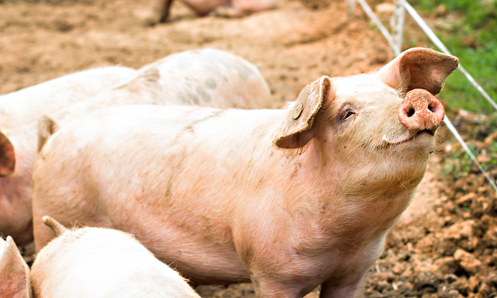 Animali riconosciuti come esseri senzienti nel Regno Unito