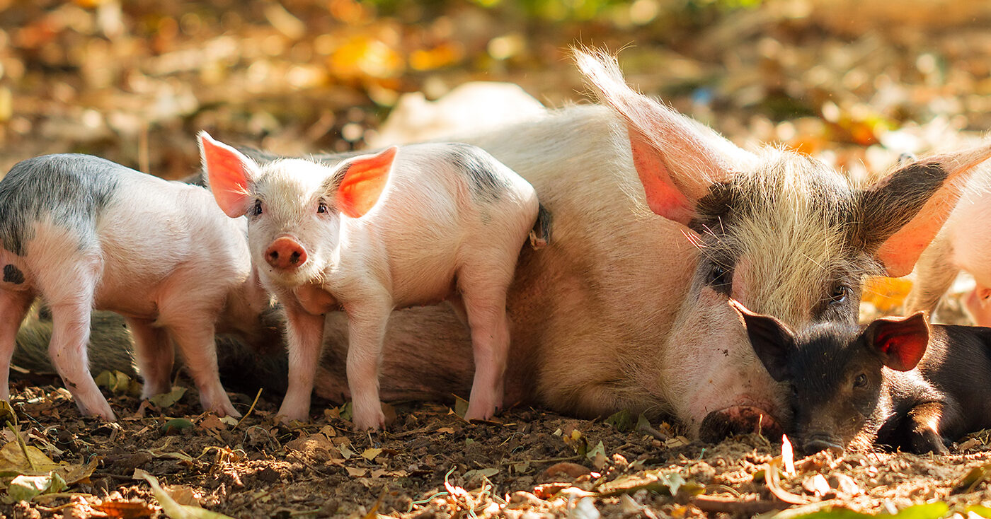 Il lato nascosto dei maiali | Animal Equality Italia