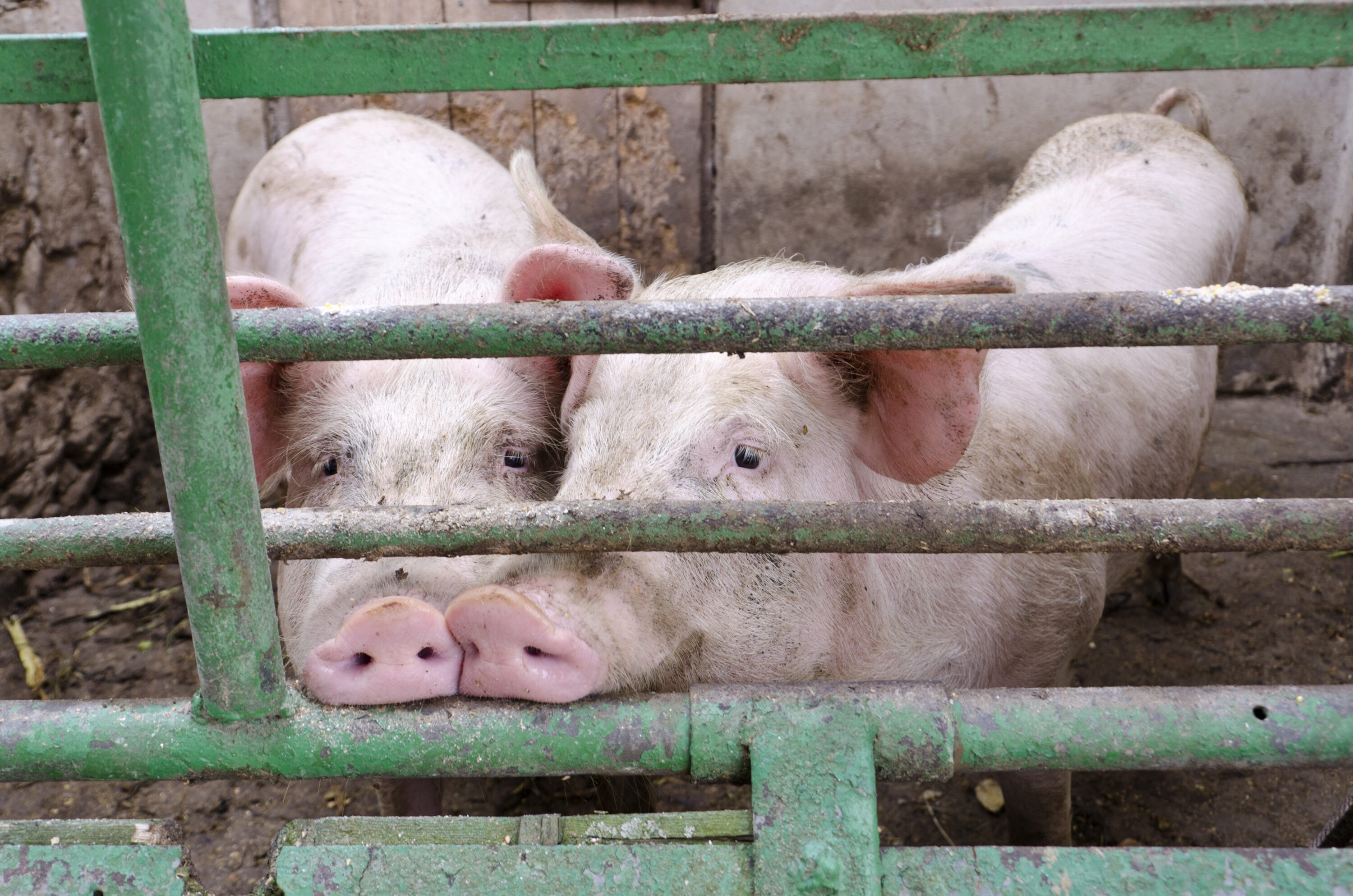 Il lato nascosto dei maiali | Animal Equality Italia