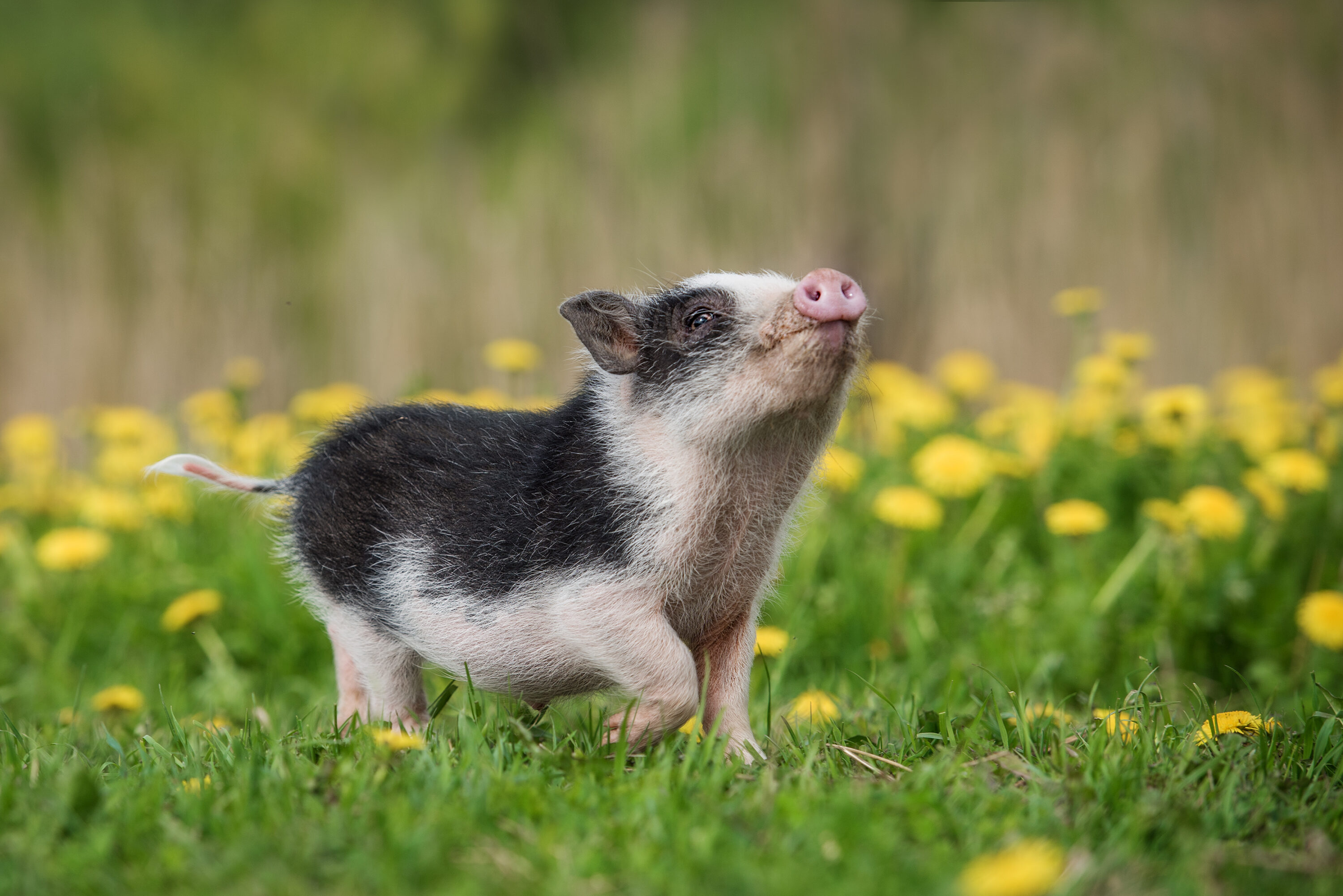 Il lato nascosto dei maiali | Animal Equality Italia