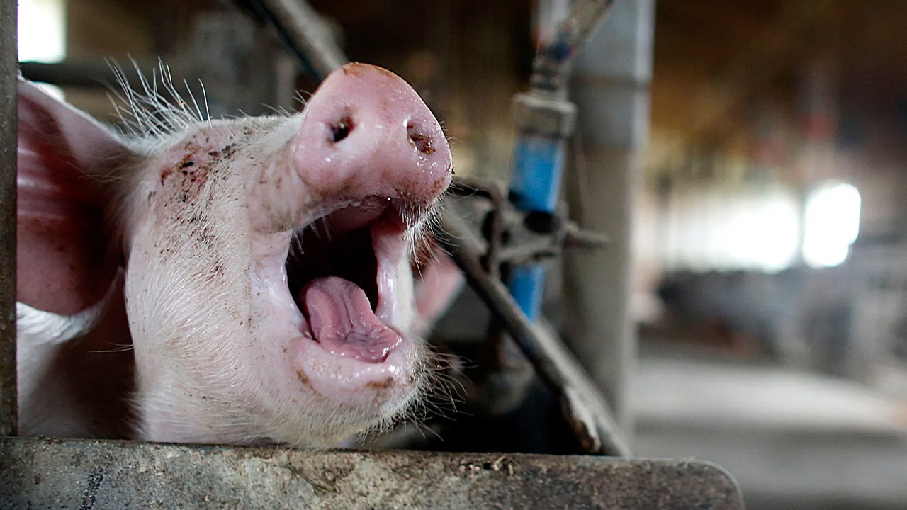 Svizzera: referendum su allevamenti intensivi fallisce