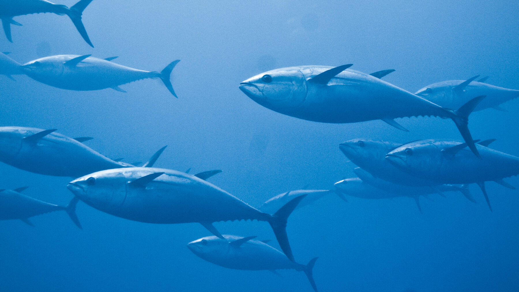 L’INDUSTRIA ALIMENTARE SFRUTTA I PESCI IN MODO CRUDELE
