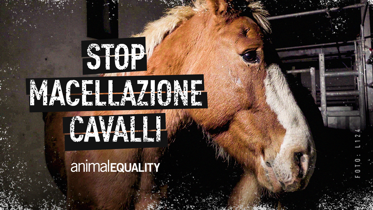 STOP MACELLAZIONE CAVALLI | Animal Equality Italia