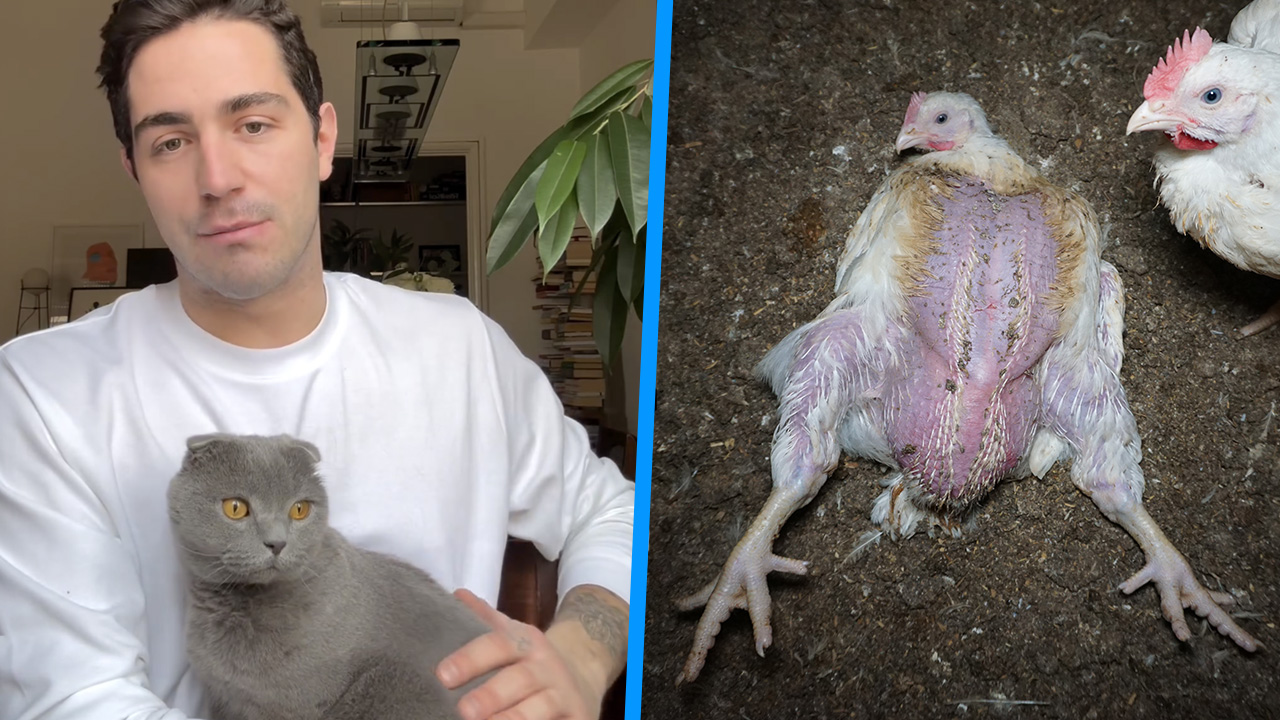 Cosa hanno in comune il gatto di Tommaso Zorzi e i polli negli allevamenti?