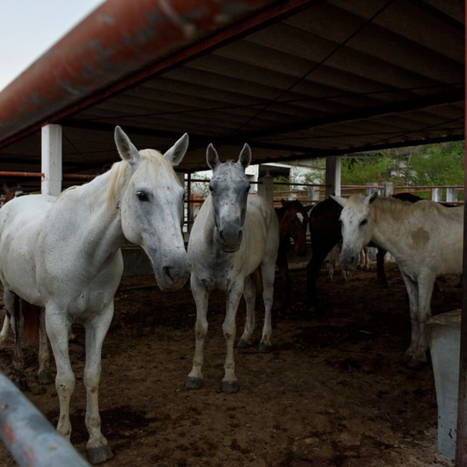 Macellazione clandestina dei cavalli: l’appello di Animal Equality