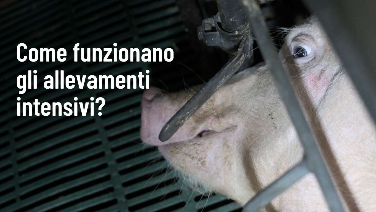 Come funzionano gli allevamenti intensivi? | Animal Equality Italia
