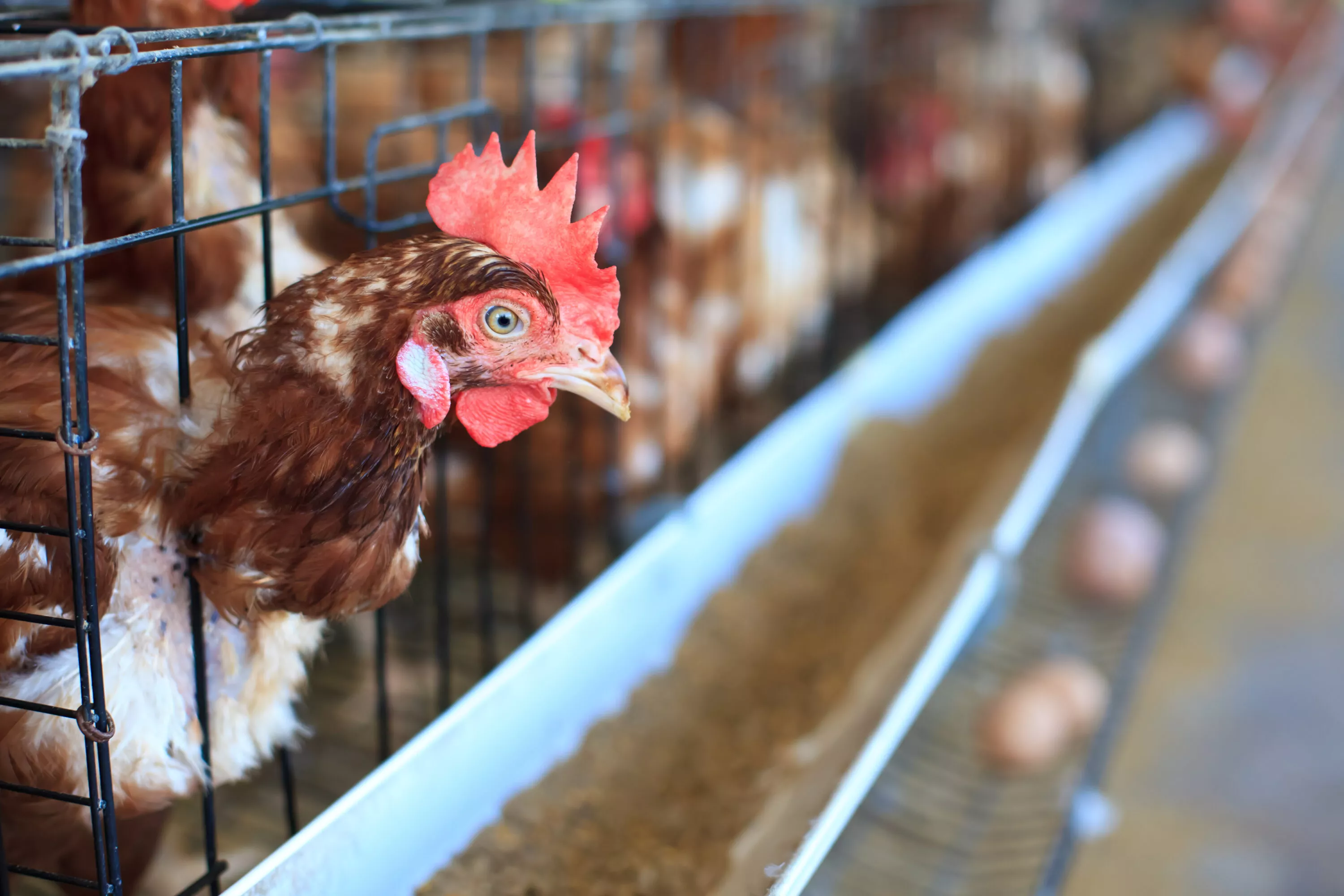 Gabbie | Animal Equality Italia