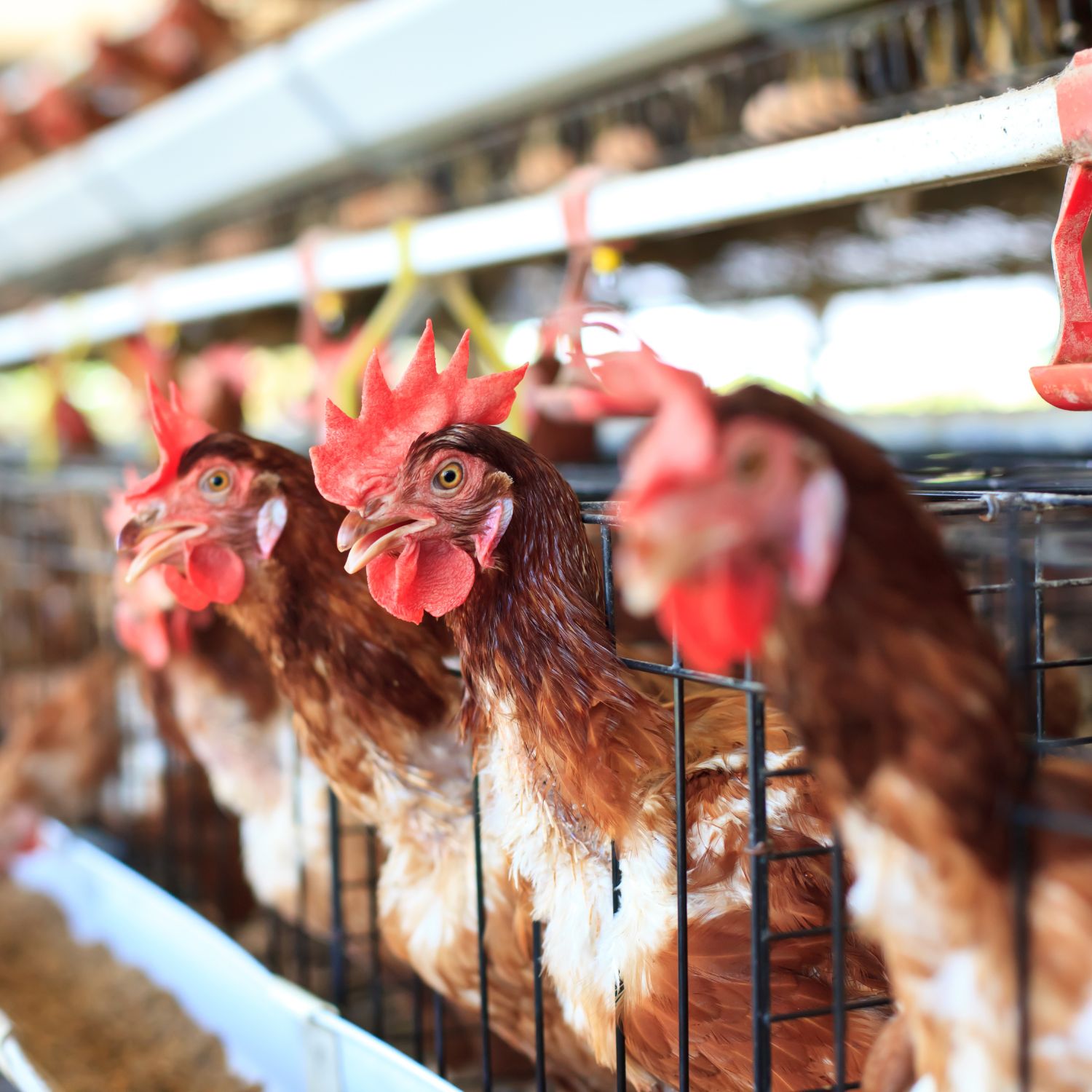 Gli allevamenti di galline in gabbia stanno diminuendo | Animal ...