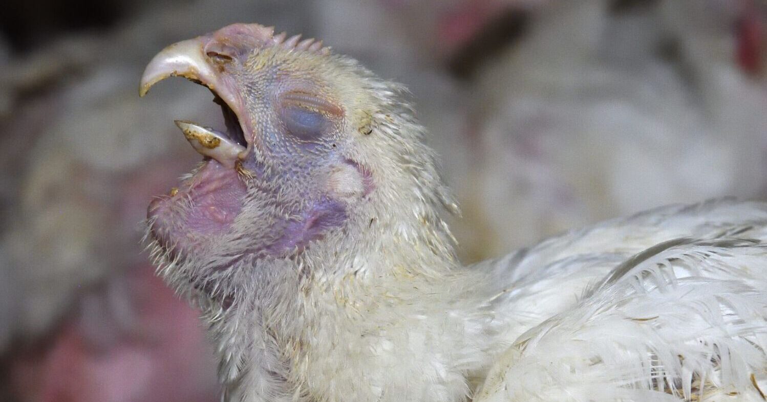 Gli animali sono in Costituzione, ma la politica non li tutela