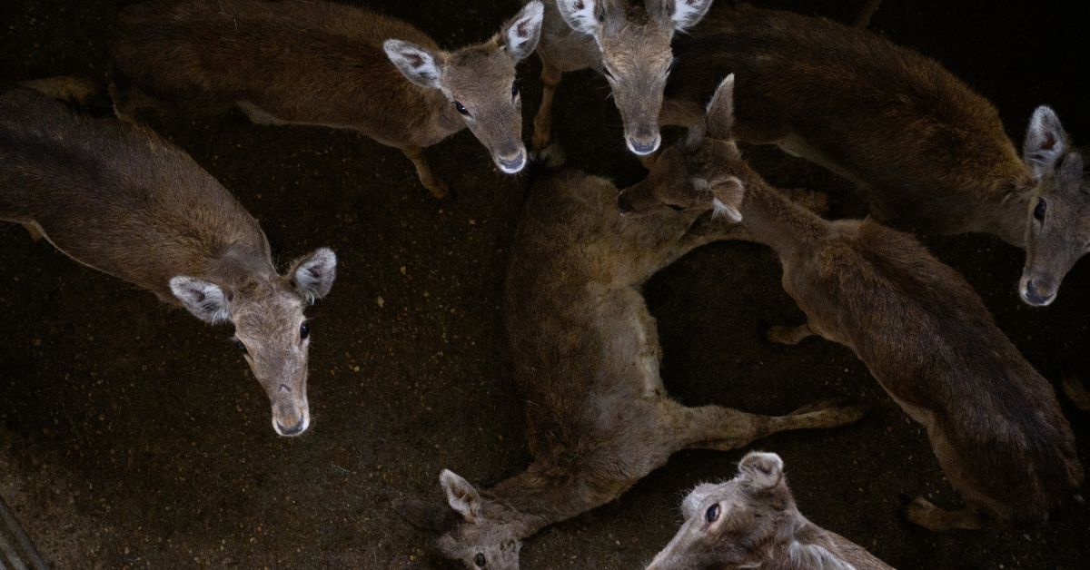Inchiesta shock: la sofferenza dei cervi macellati in Spagna